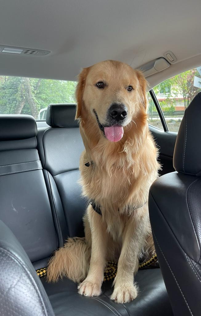 Dog taxi store